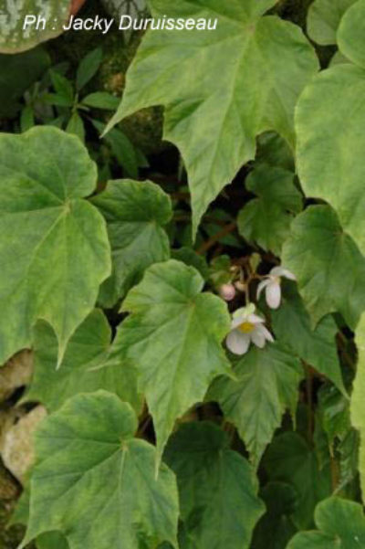 formosana - AFABEGO